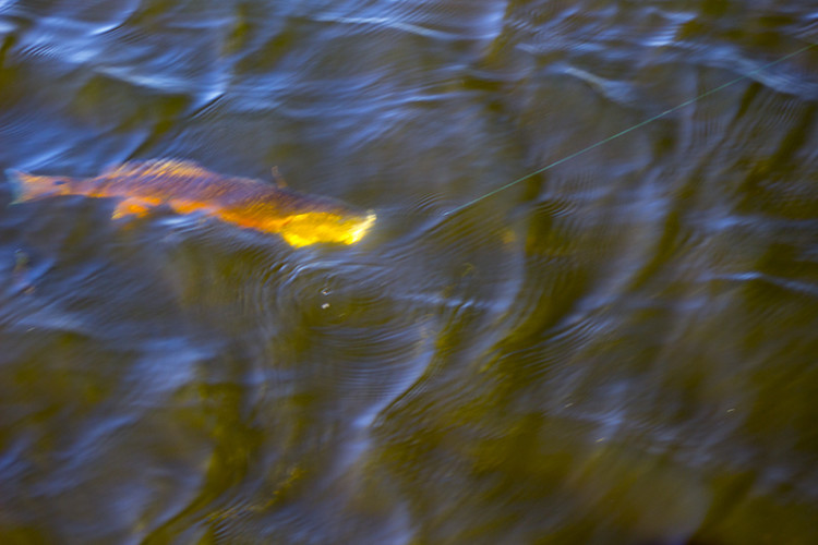 How to Catch Redfish in Louisiana's Pumpkin Patch