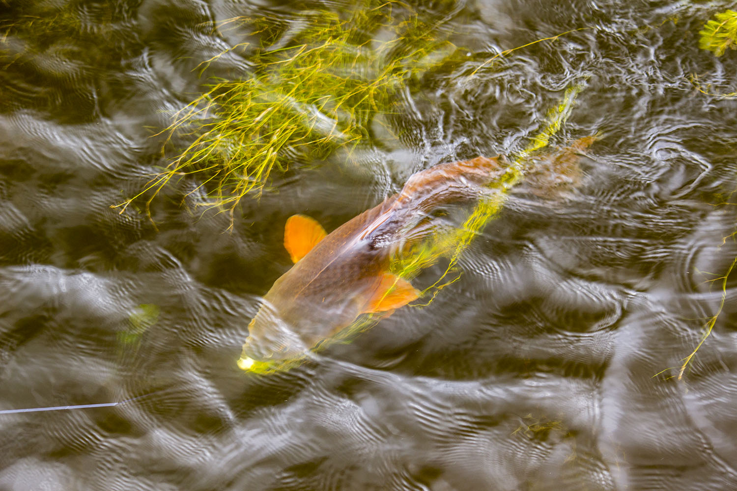 Discover How to Sight Fish Redfish | Sight Fishing Mastery School