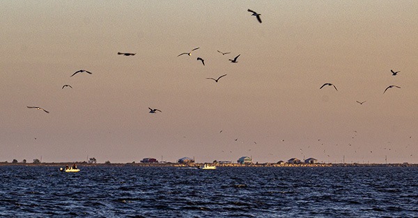 Ultimate Guide To Catching Speckled Trout Under Diving Birds